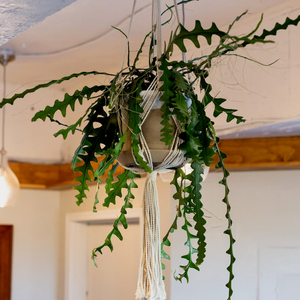 Plants | Unique Houseplants | Gift Plants