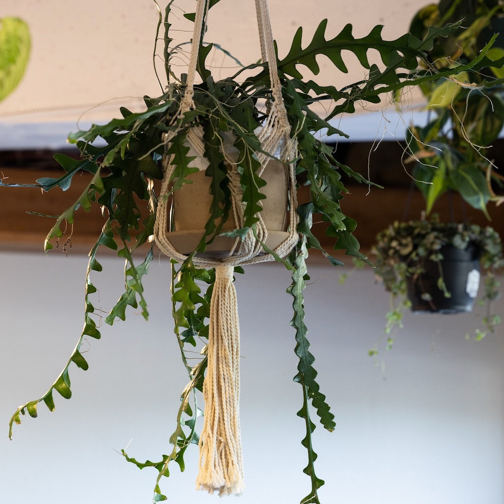 The Toadstool Flower Club Collection at Campanula Design Studio